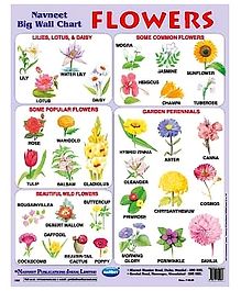 Charts And Posters Online - Buy Read and Learn for Baby/Kids at ...