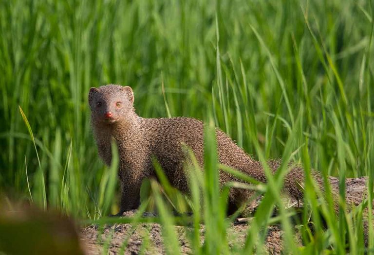 The Loyal Mongoose Story in English With Moral For Kids