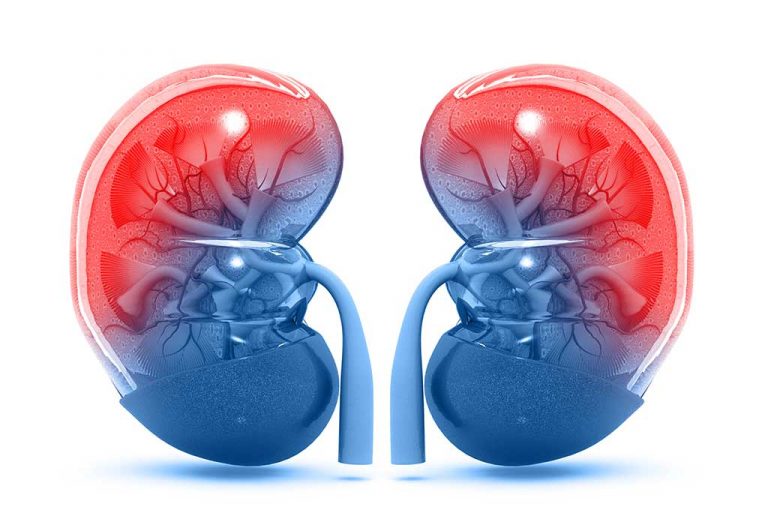 GK Questions On Human Parts Of The Body For Class 2 Kids gk-questions-on-human-parts-of-the-body-for-class-2-kids