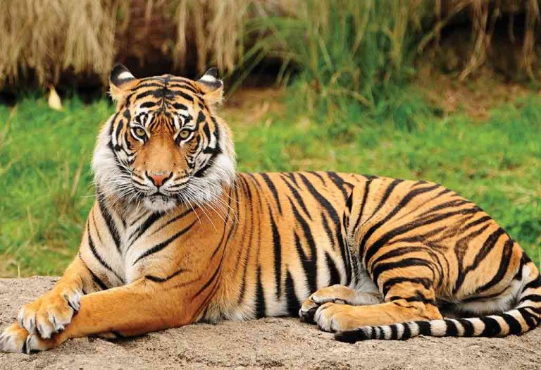 Essay On The Tiger In English For Classes 1-3: 10 Lines, Short & Long ...