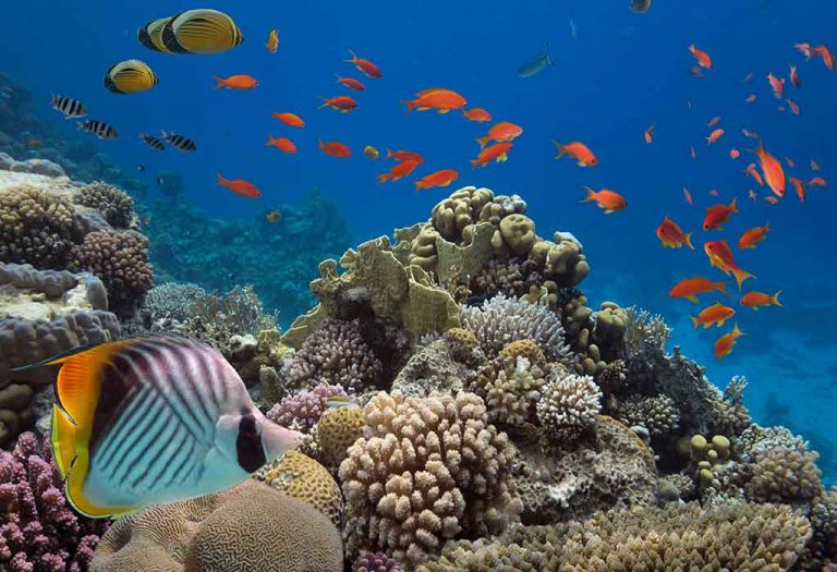 Facts & Information About Sea Animals for Kids