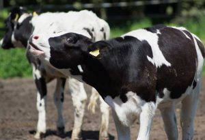 GK Questions on Animal Sound Names with Answers