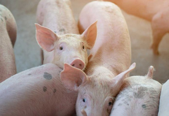 GK Questions on Animal Sound Names with Answers