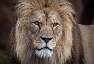 GK Questions on Animal Sound Names with Answers