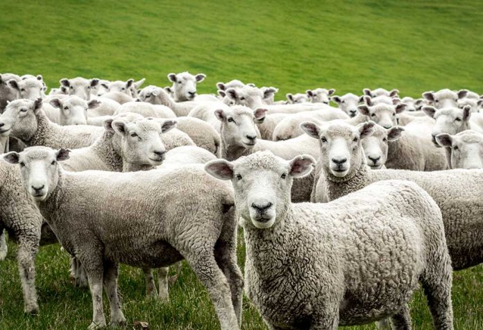 GK Questions on Animal Sound Names with Answers