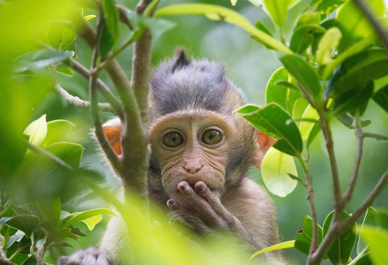 GK Questions on Animal Sound Names with Answers