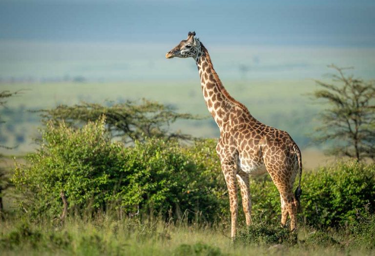 GK Questions on Animal Sound Names with Answers