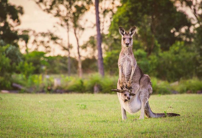 GK Questions on Animal Sound Names with Answers