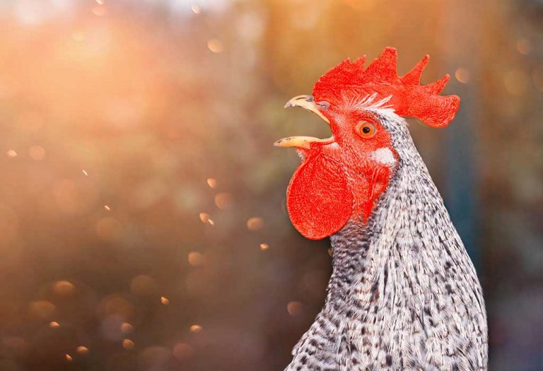 GK Questions on Animal Sound Names with Answers