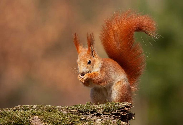 GK Questions on Animal Sound Names with Answers