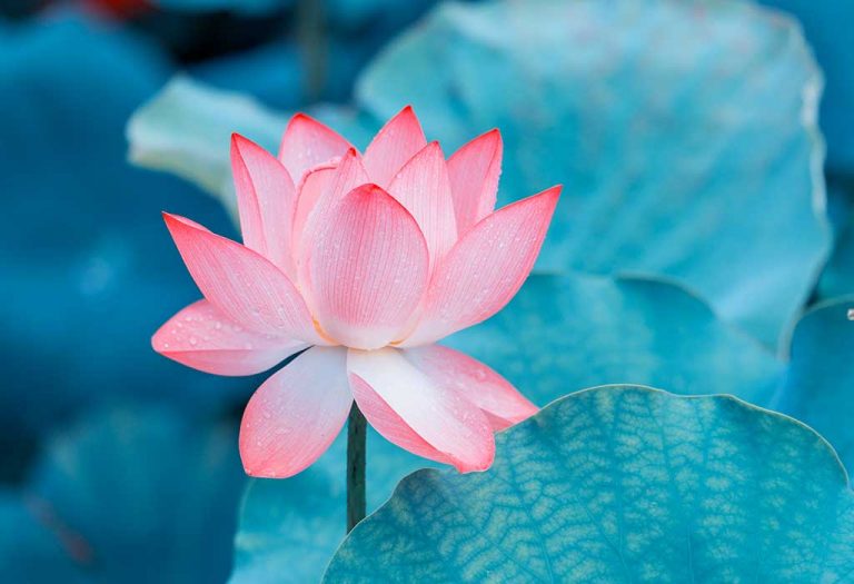 My Favourite Flower Essay in English for Class 1, 2 & 3: 10 Lines ...