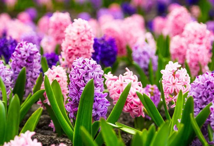 My Favourite Flower Essay in English for Class 1, 2 & 3: 10 Lines ...