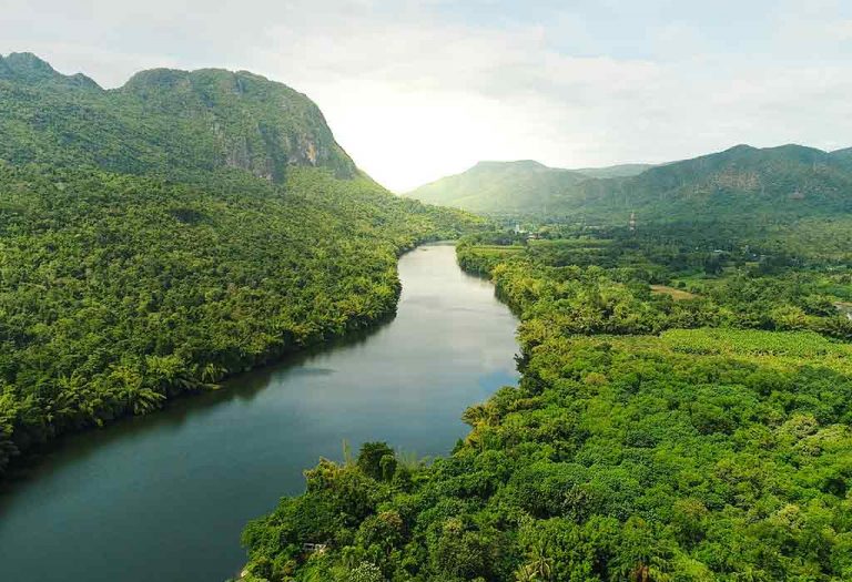 Essay On 'The Forest' (in English) for Classes 1, 2 & 3: 10 Lines ...