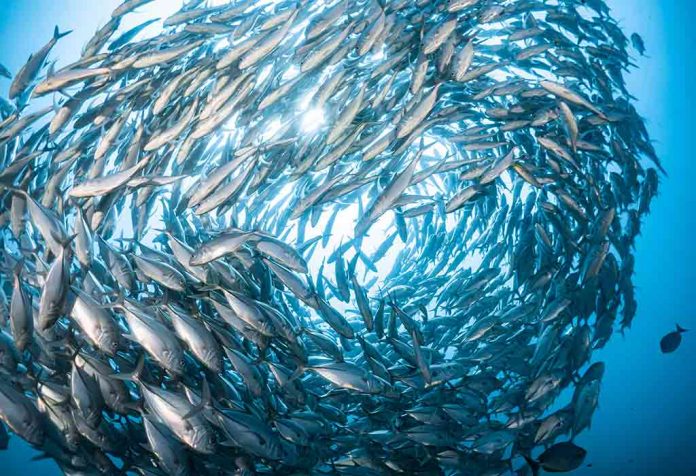 Essay On Fish in English for Classes 1-3: 10 Lines, Short & Long Paragraph