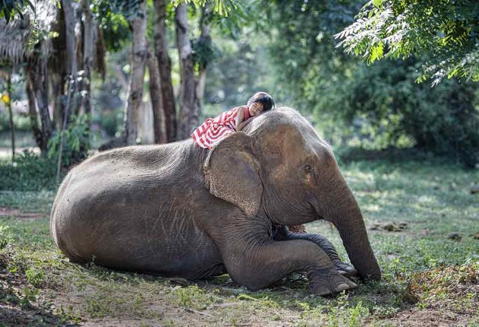 Essay on My Favourite Animal (in English) for Classes 1, 2 & 3: 10 ...