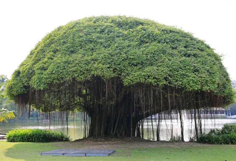 Essay On Banyan Tree in English for Class 1, 2 & 3: 10 Lines, Short ...