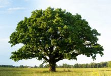 Essay on Save Trees in English for Classes 1-3: 10 Lines, Short & Long ...