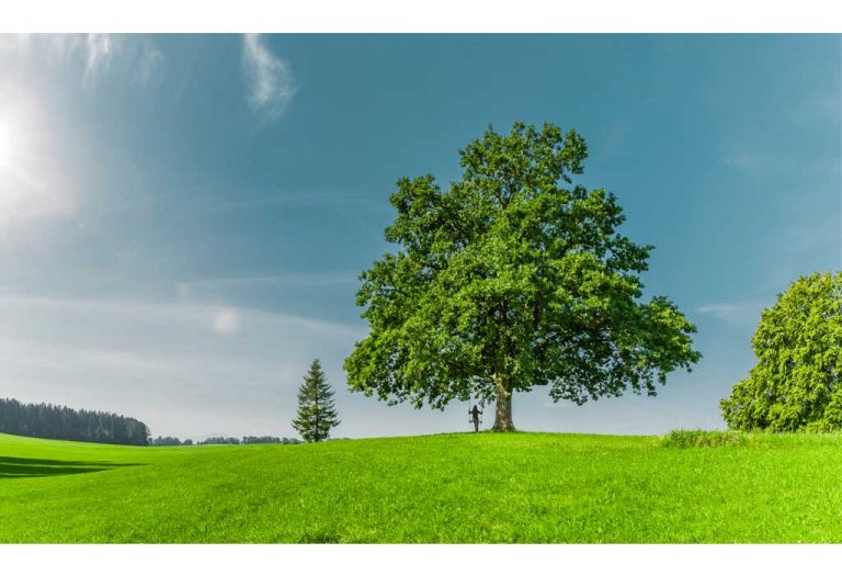 Essay On Trees (in English) for Classes 1, 2 & 3: 10 Lines, Short ...