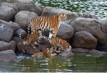Essay on Save The Tiger in English for Classes 1,2,3 Kids: 10 Lines ...