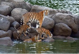 Essay on Save The Tiger in English for Classes 1,2,3 Kids: 10 Lines ...