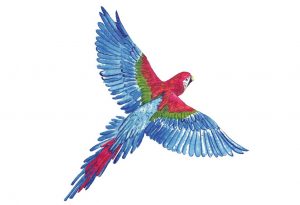 A Wise Parrot Story For Children With Moral