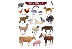 List of Animal Names For Preschoolers & Kids (With Pictures)