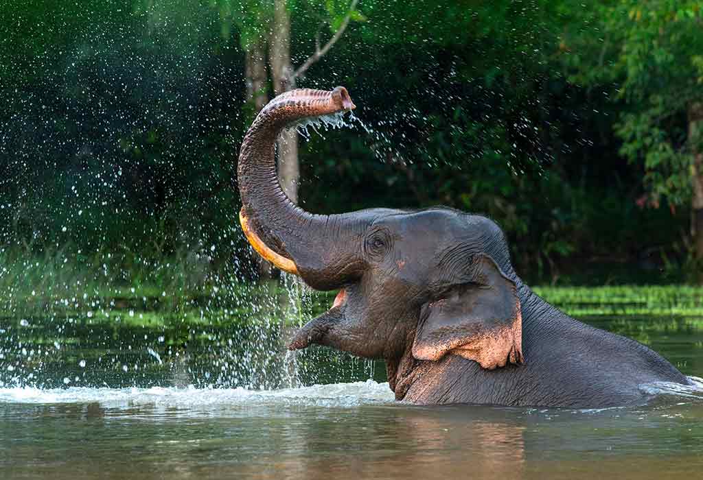Teach Your Kids About Elephant Body Parts With Picture Teach Your Kids About Elephant Body Parts With Picture