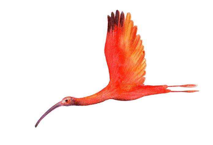 Teach Your Child About Things That Are Red In Colour