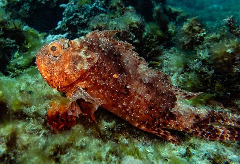 Teach Your Child About Things That Are Red In Colour