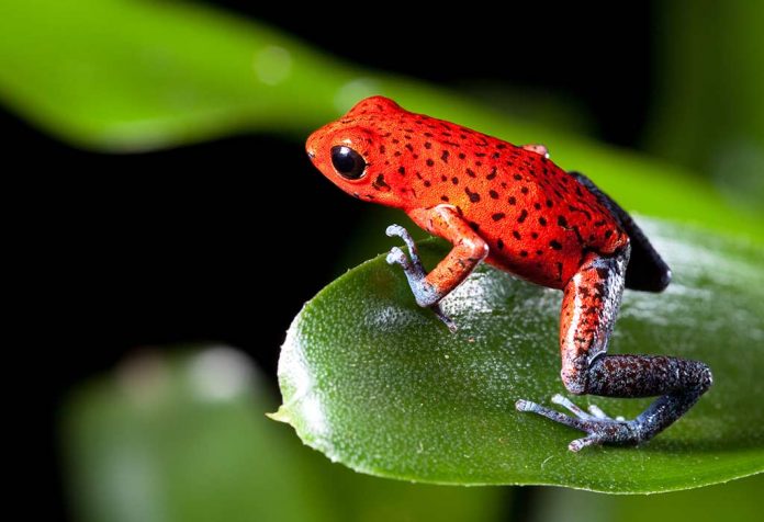 Teach Your Child About Things That Are Red In Colour