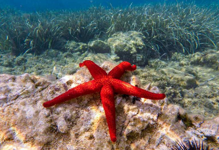 Teach Your Child About Things That Are Red In Colour