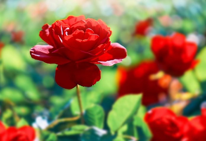 Teach Your Child About Things That Are Red In Colour