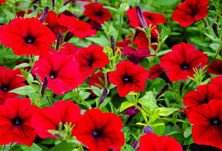 Teach Your Child About Things That Are Red In Colour