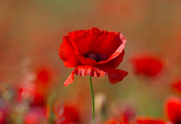 Teach Your Child About Things That Are Red In Colour