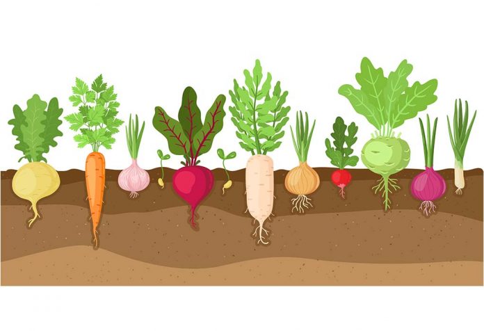 List of Root Vegetables Names for Kids