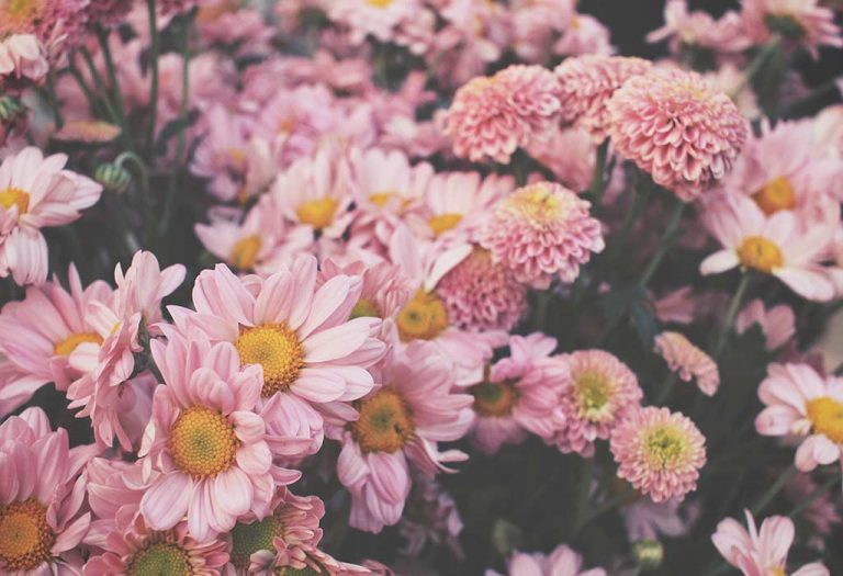 Teach Your Child About Things That Are Pink In Colour