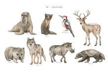 Teach Kids: Names of Animals That Start With Letter "W"