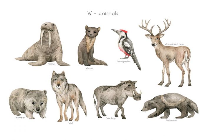 Teach Kids: Names of Animals That Start With Letter "W"