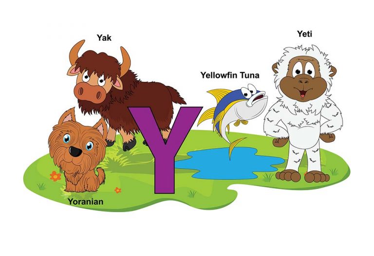 Teach Kids: Names of Animals That Start With Letter "Y"