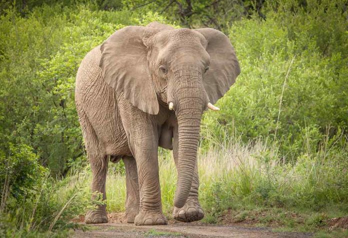 List of Mammals Names For Kids (With Pictures)