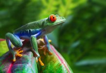 Teach Your Child About The Things That Are Green in Colour