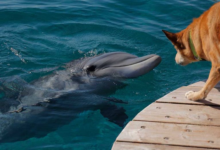 Teach Kids: Names of Animals That Start With Letter "D"