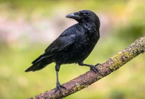 Teach Kids: List of Common Bird Names With Pictures