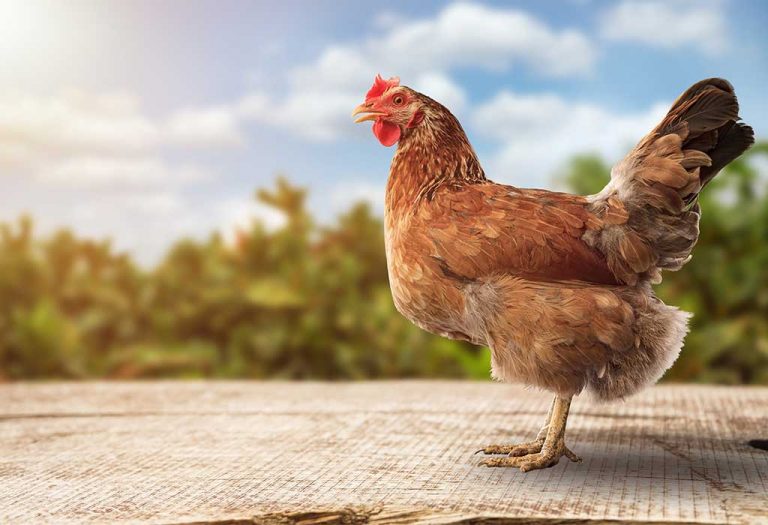 Teach Kids: List of Common Bird Names With Pictures