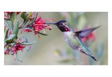 Teach Kids: List of Common Bird Names With Pictures