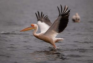 Teach Kids: List of Common Bird Names With Pictures