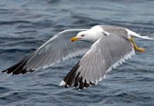 Teach Kids: List of Common Bird Names With Pictures