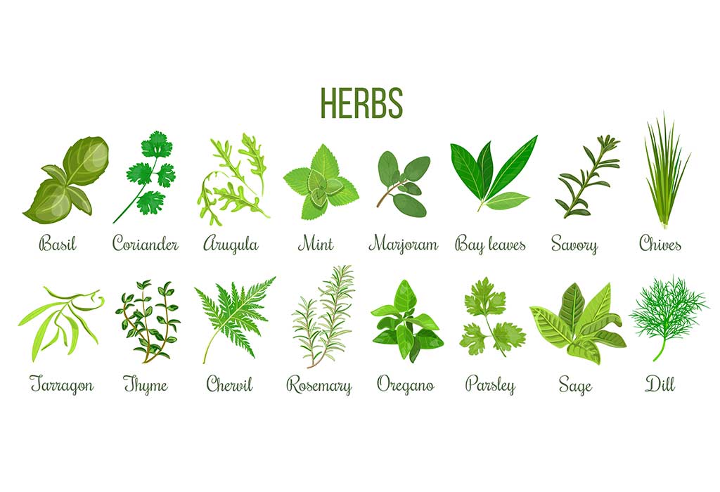 Types Of Plants Pictures And Names Infoupdate