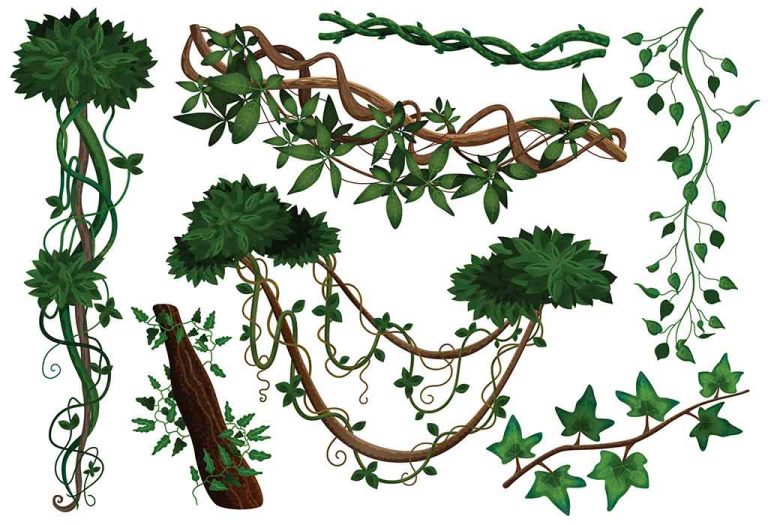 Teach Kids: Different Types of Plants Names & Their Classification