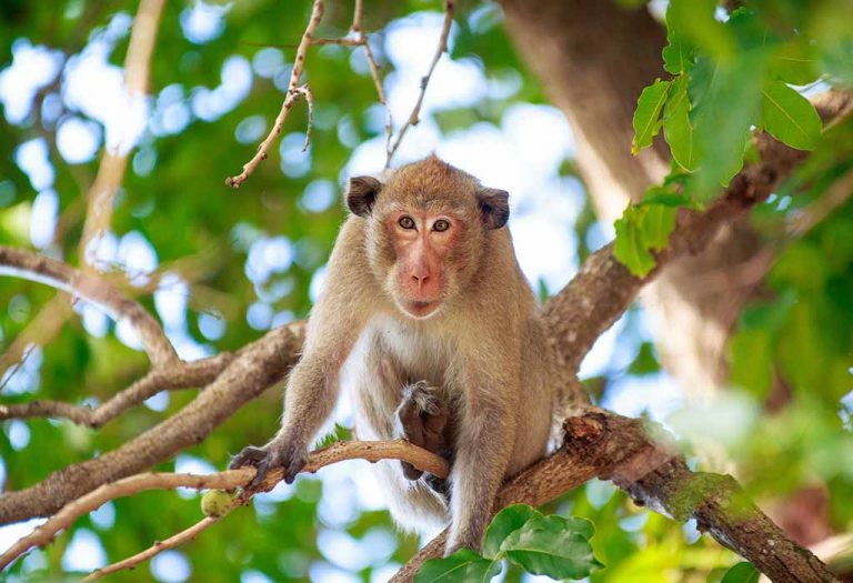 Teach Kids: List of Animal Names That Start With Letter 'M'